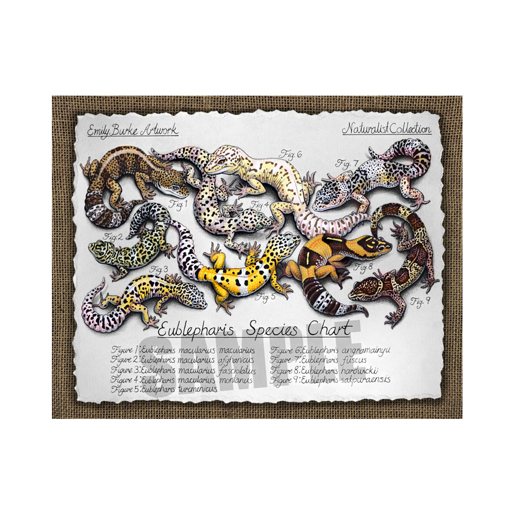 Leopard Gecko Species Chart Print – Emily Burke Artwork
